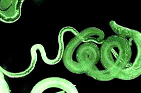 Platelmintos - Toda Matéria