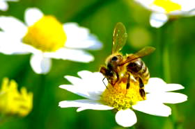 Animais Herbívoros: características e exemplos - Toda Matéria