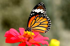 Animais Herbívoros: características e exemplos - Toda Matéria