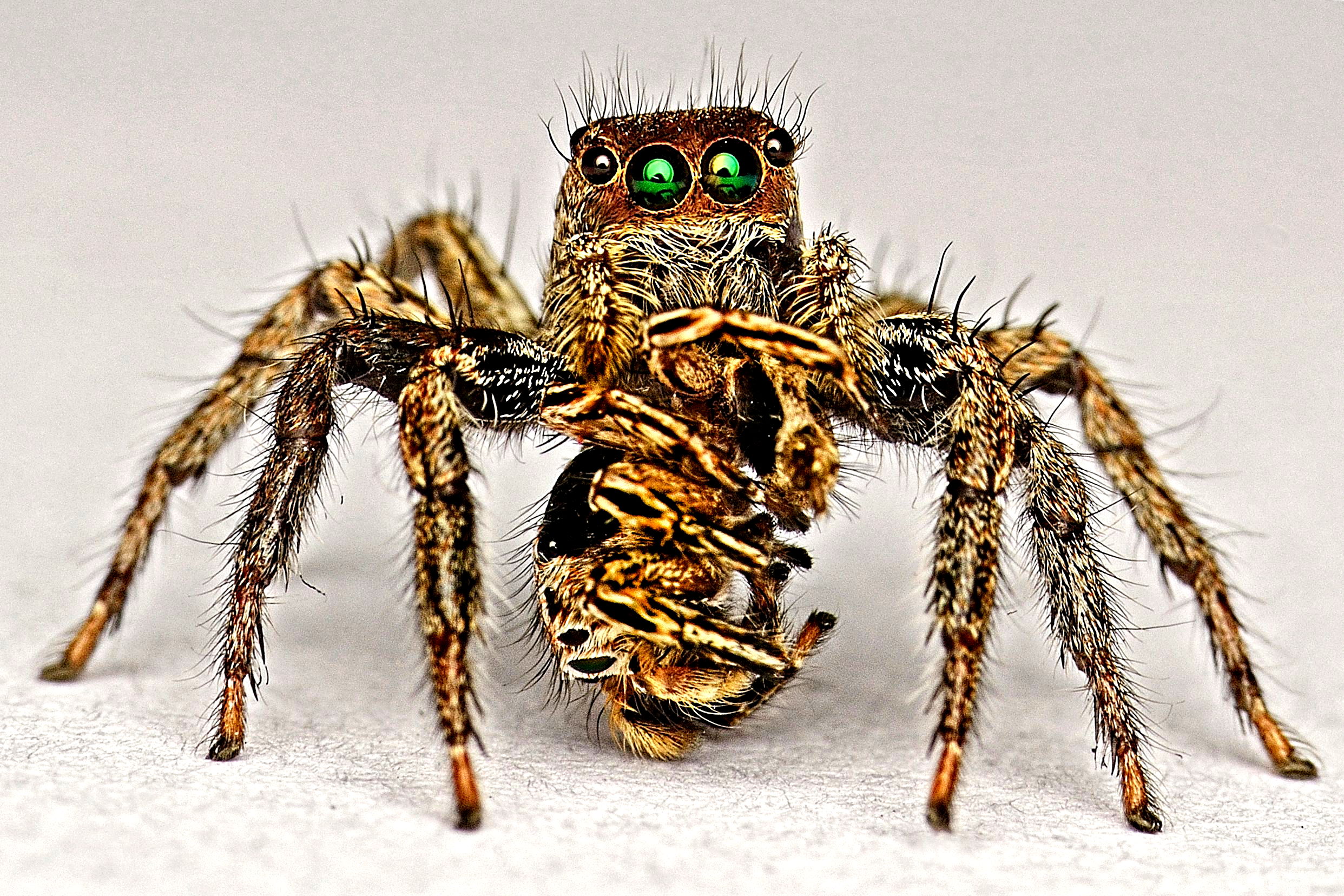 Canibalismo - Toda Matéria