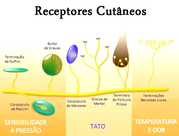 Sistema tegumentar: o que é e qual sua função - Toda Matéria
