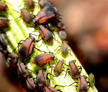 Insetos: características, classificação e exemplos - Toda Matéria