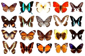 Insetos: características, classificação e exemplos - Toda Matéria