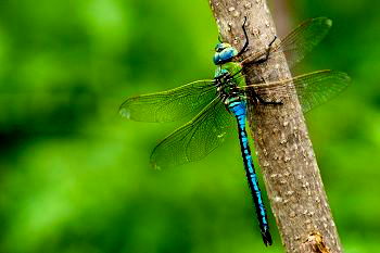 Insetos: características, classificação e exemplos - Toda Matéria