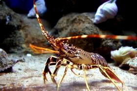 Crustáceos - Toda Matéria