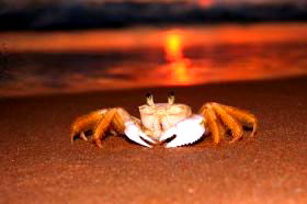 Crustáceos - Toda Matéria