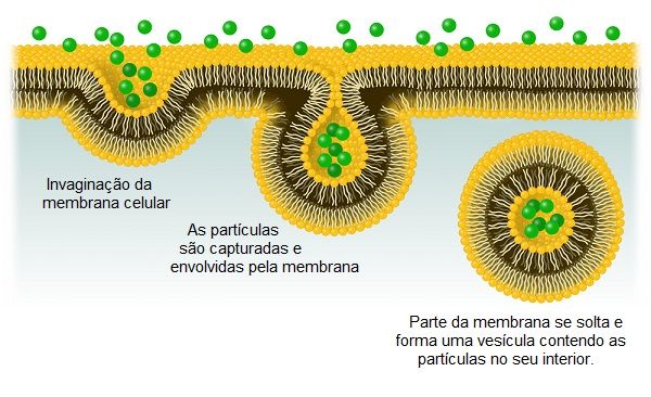 Endocitose e Exocitose - Toda Matéria