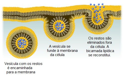Endocitose e Exocitose - Toda Matéria