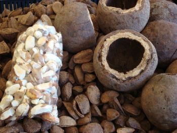 Extrativismo no Brasil - Toda Matéria