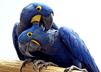 Arara Azul - Toda Matéria