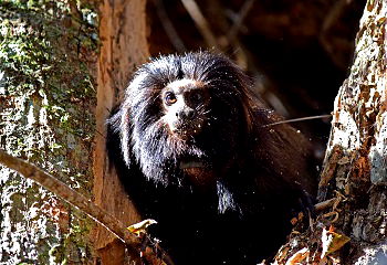 Mico-Leão-Dourado - Toda Matéria