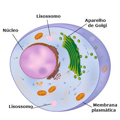 Estrutura e Função dos Ribossomos - Toda Matéria