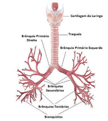 Bronquíolos: terminais, respiratórios e suas funções - Toda Matéria