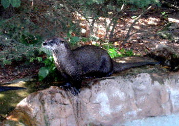 Saiba Tudo sobre a Ariranha - Toda Matéria