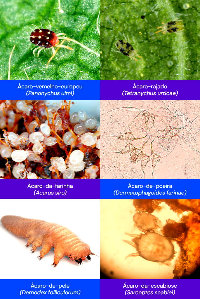 Ácaros: o que são, tipos e tamanhos (com imagens) - Toda Matéria