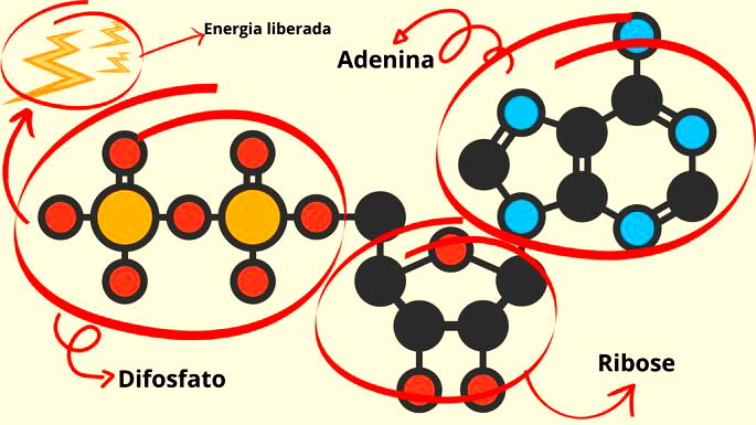 ATP (Adenosina Trifosfato): o que é e qual sua função? - Toda Matéria