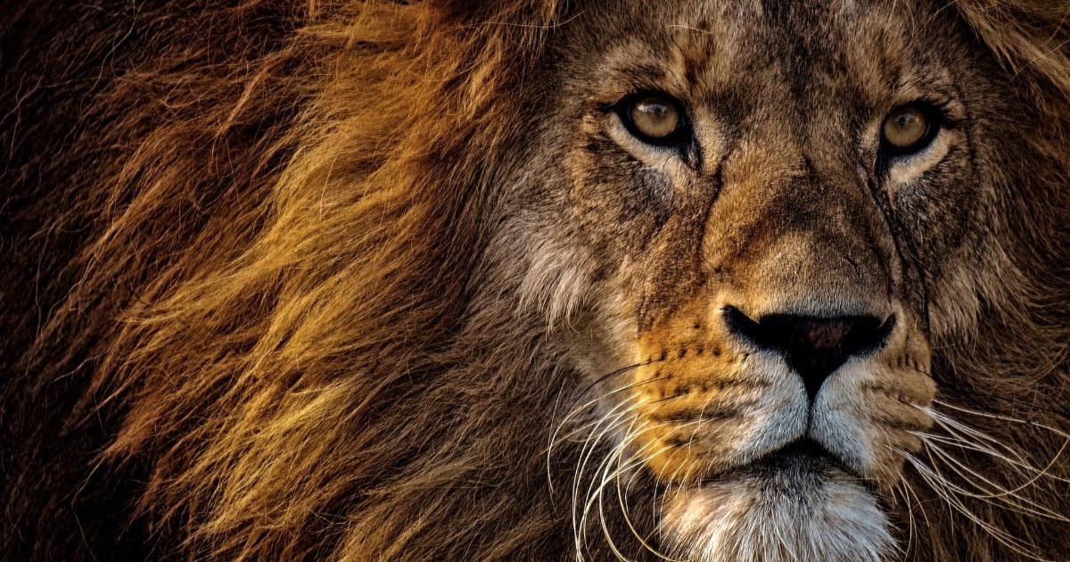 Animais: classificação, características e exemplos - Toda Matéria