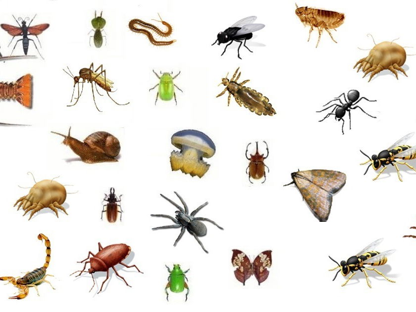 Fotos E Nomes De Invertebrados