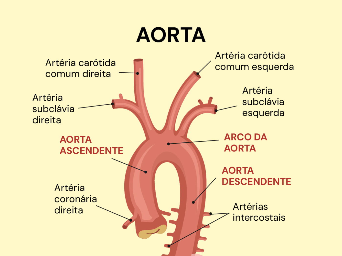 Artéria aorta: o que é, onde fica e como funciona (com imagens) - Toda Matéria