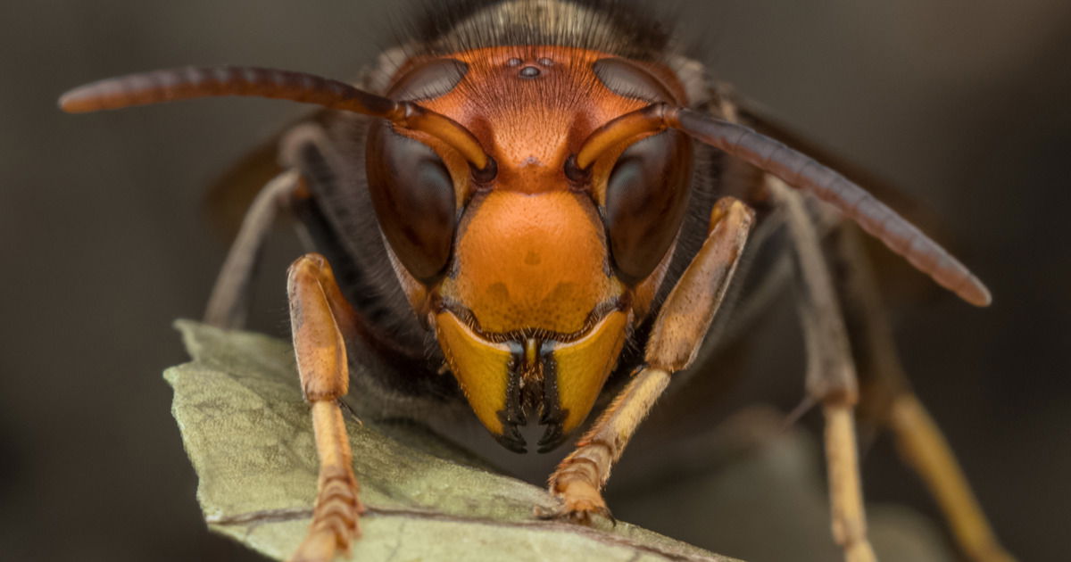 Artrópodes: características, anatomia, fisiologia e classificação ...