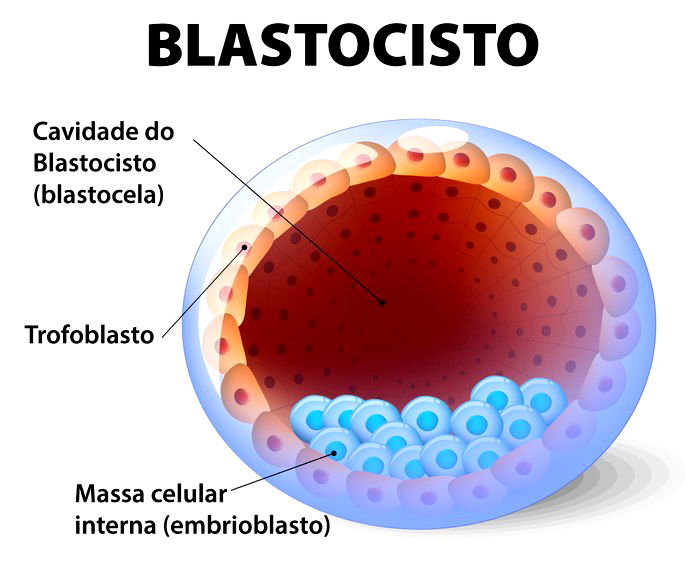 2 – Corte mediano de um embrião, mostrando o sistema digestivo como