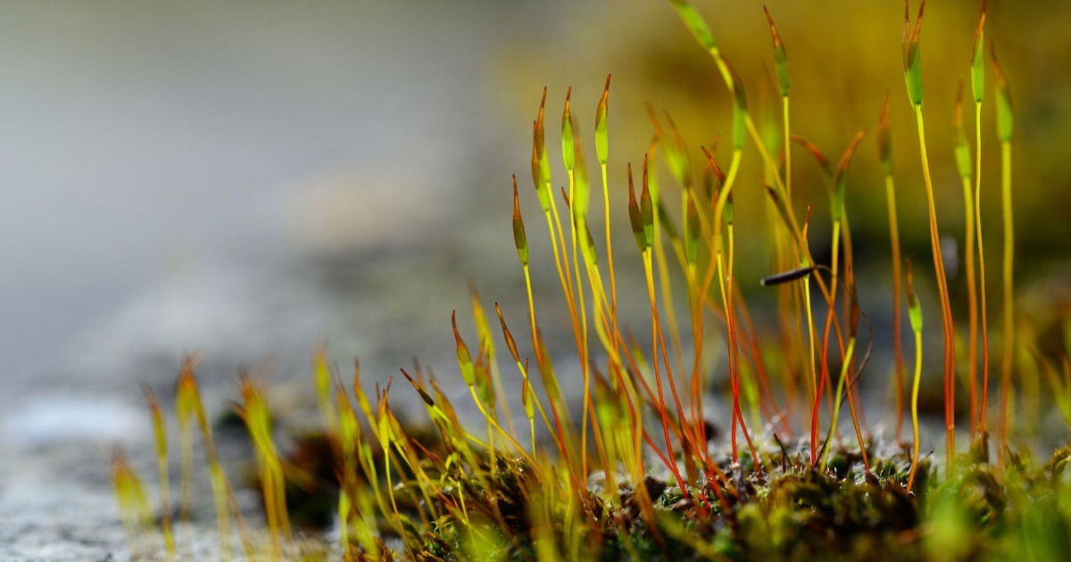 Briófitas: o que são, características e exemplos - Toda Matéria