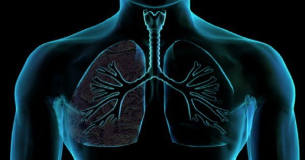 O que são Bronquíolos? - Toda Matéria