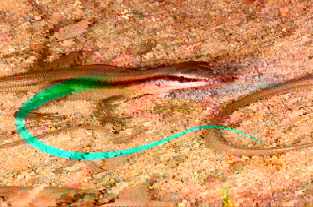 Animais da Caatinga - Toda Matéria