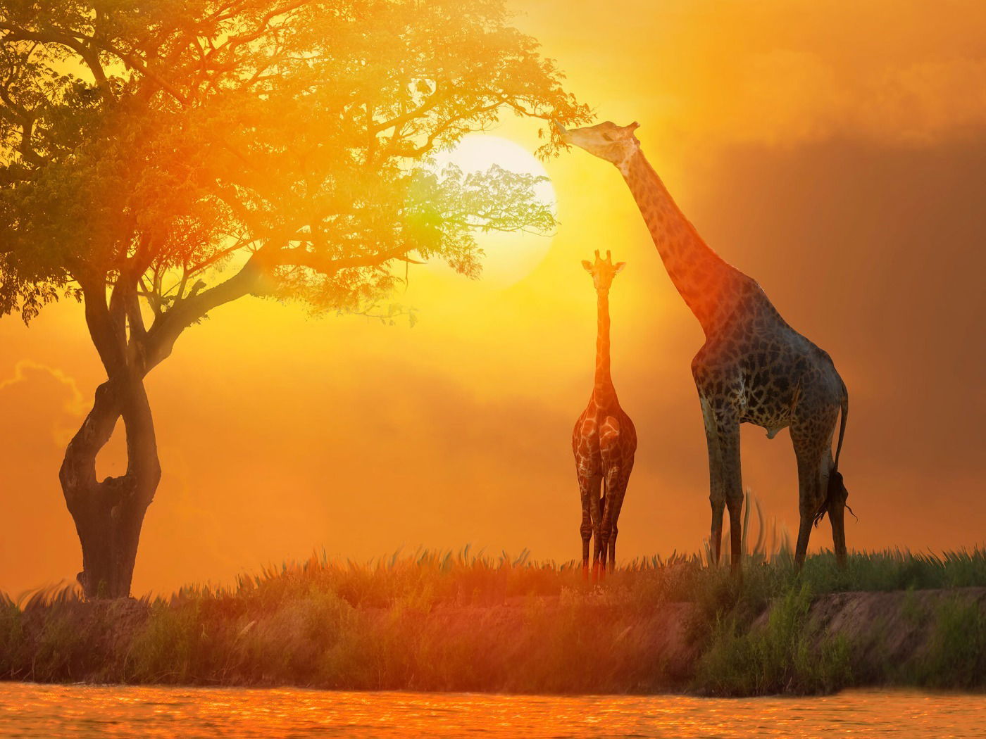 Girafa: as características, alimentação e habitat desse animal - Toda ...