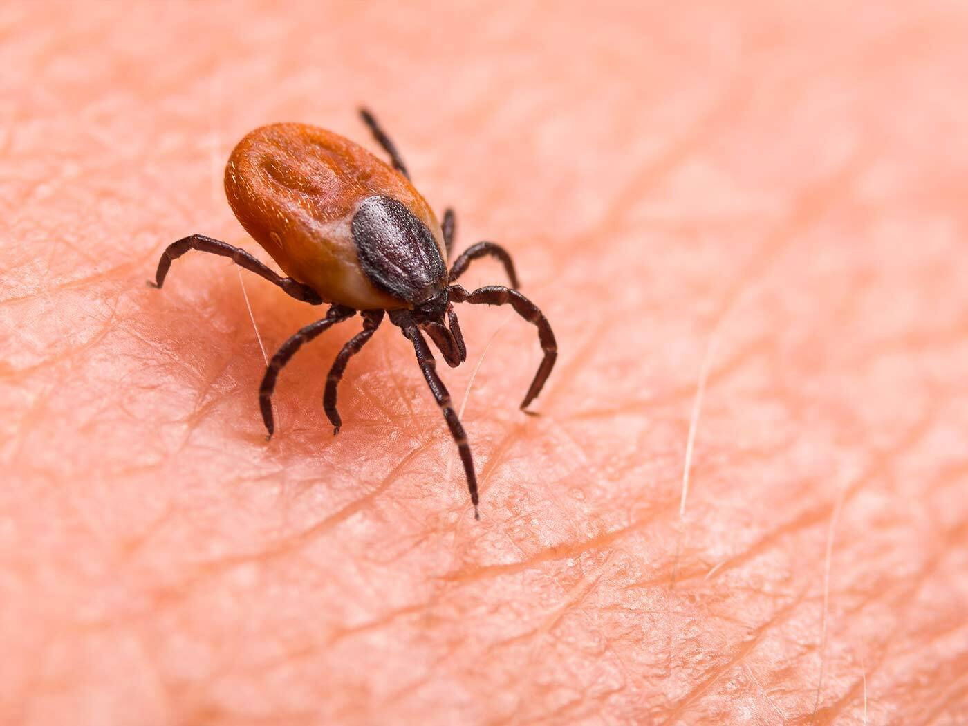 Carrapatos: o que são, tipos, características e doenças - Toda Matéria