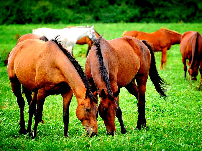 Animais Ruminantes: quais são e suas principais características (com ...
