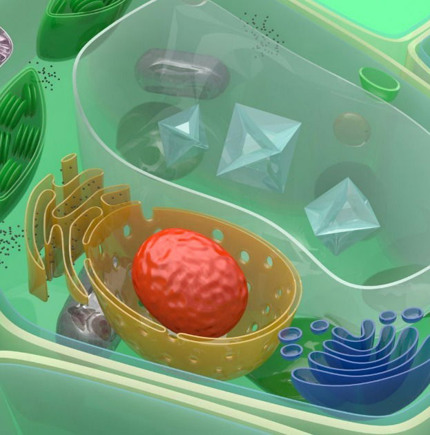 Modelo De Celula Vegetal Doce 3B Scientific 3B Scientific Natural