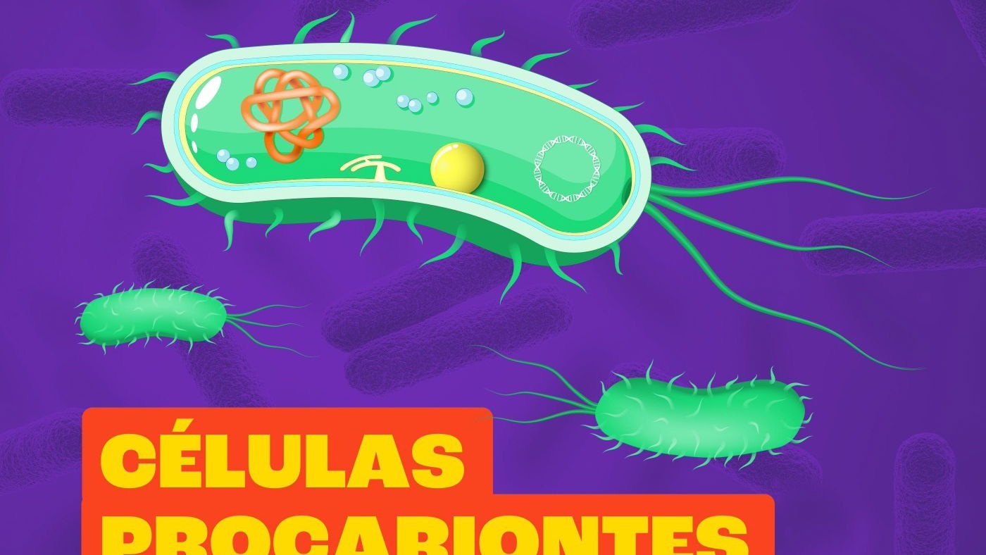 Diagrama Sem Rotulo De Celula Procariotica