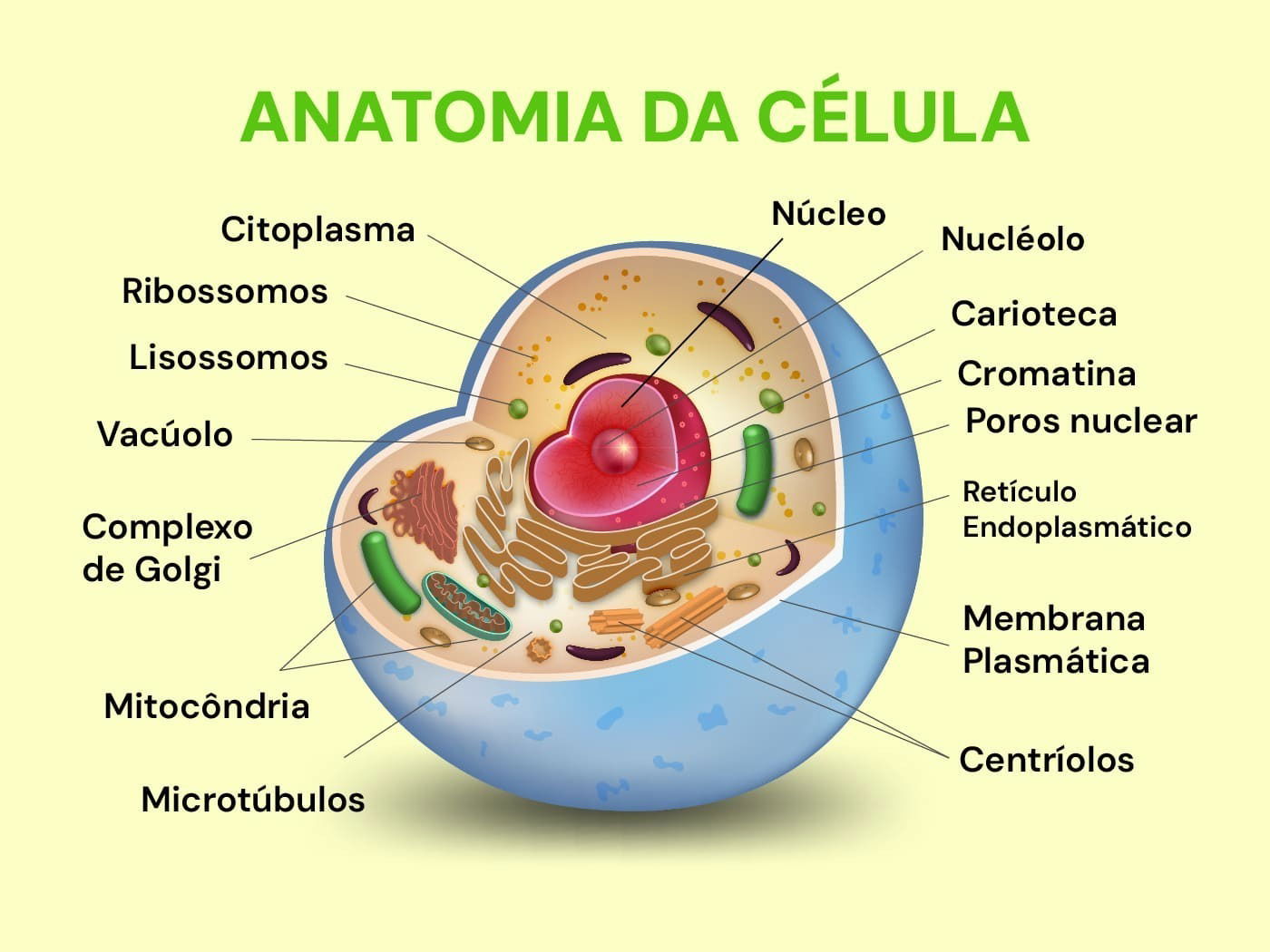 Diagrama Do Citoesqueleto De Celulas Animais