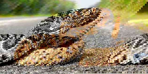 Animais da Amazônia - Toda Matéria