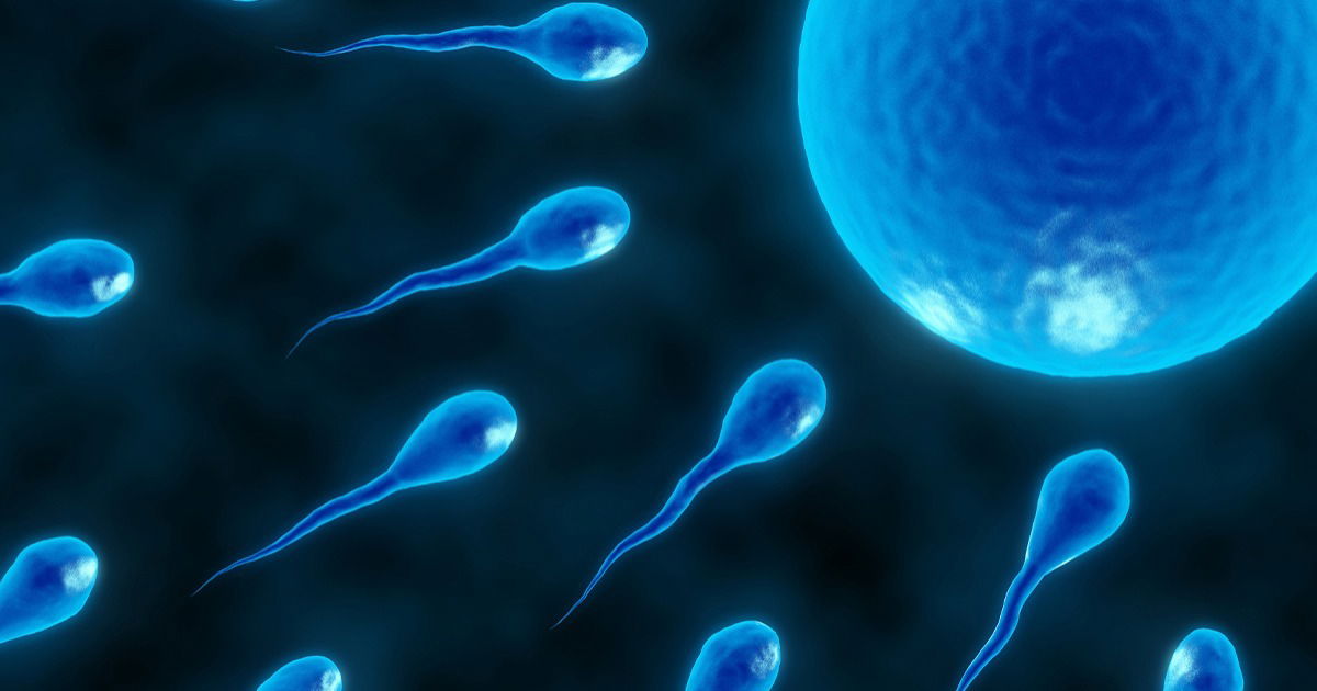 Como ocorre a Fecundação Humana? - Toda Matéria