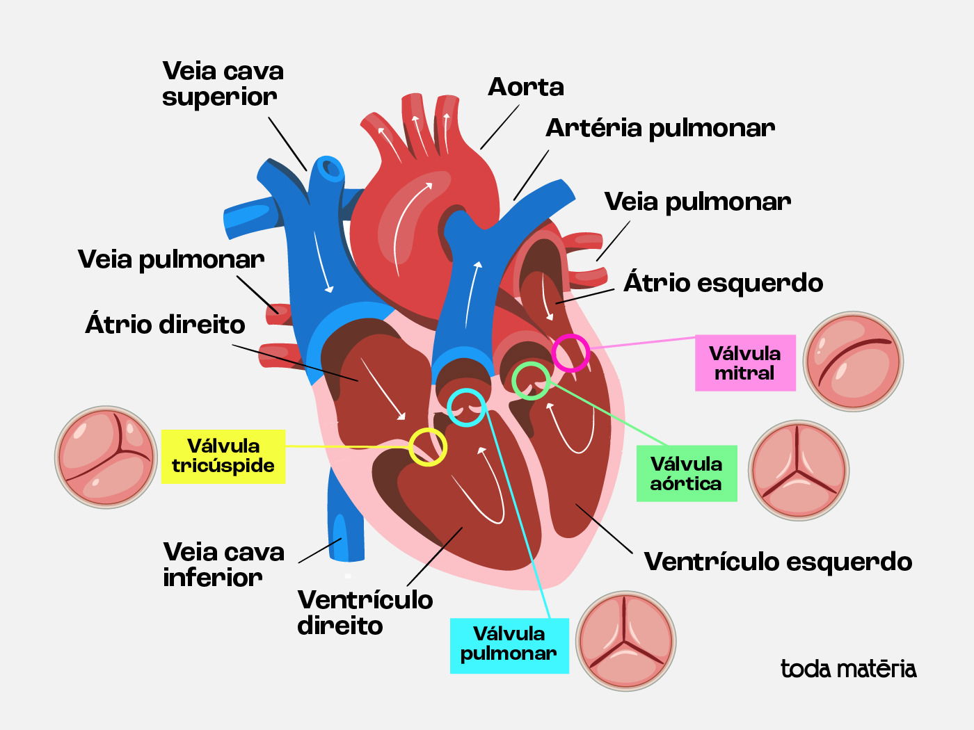Coração humano: entenda sua anatomia, suas camadas e funcionamento ...