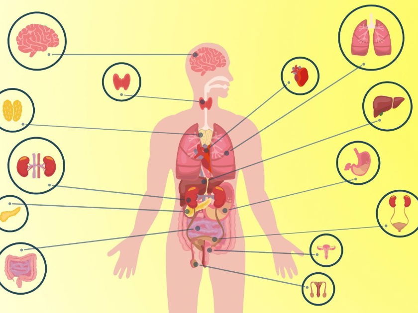 Ciências - O corpo humano - 8º ano: O corpo humano