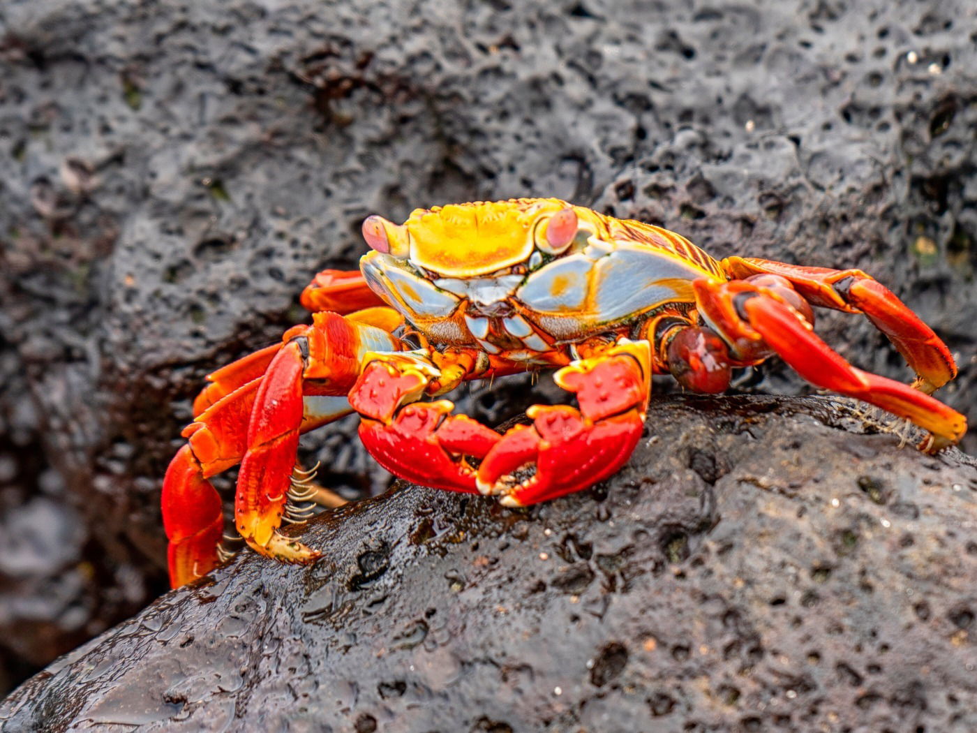 Crustáceos: o que são e suas características - Toda Matéria
