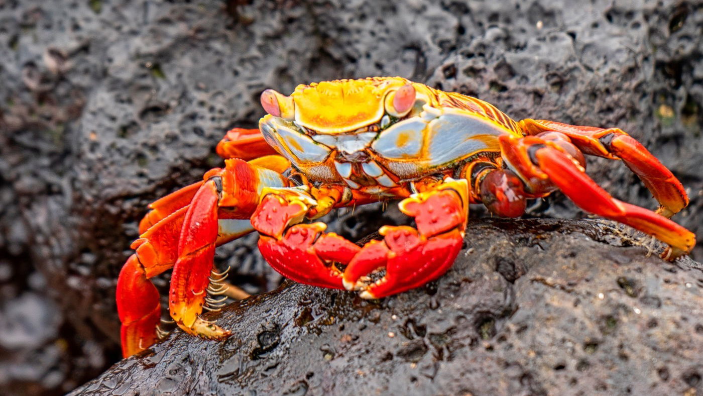 Crustaceos Artropodes Curiosidades Científicas. Talvez O Nome Cause
