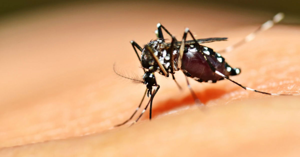 Dengue: sintomas, transmissão e tratamento - Toda Matéria