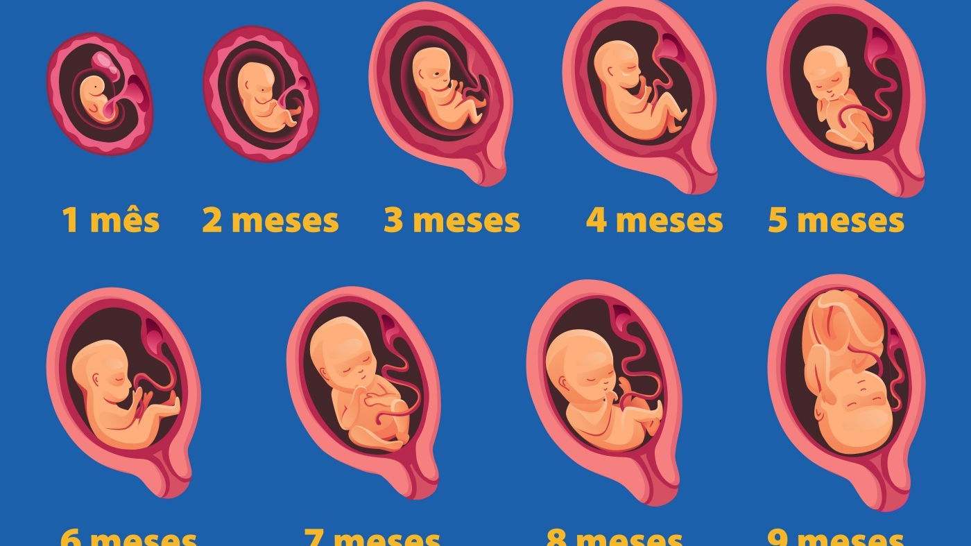 Desenvolvimento Embrionario No Utero Fase Da Gravidez Embrião De 9