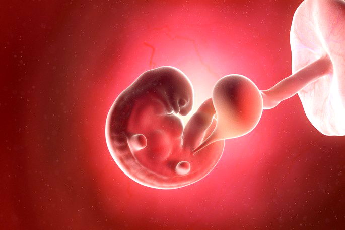 Desenvolvimento Embrionário Humano - Toda Matéria