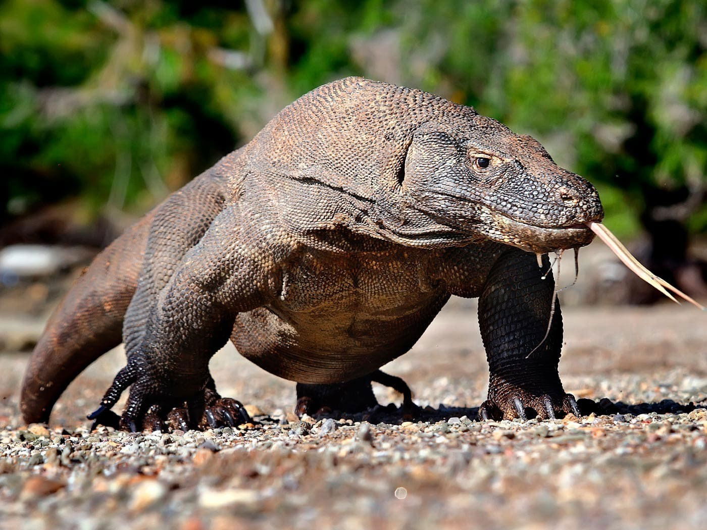 Dragão-de-komodo: o gigante venenoso das Ilhas da Indonésia - Toda Matéria