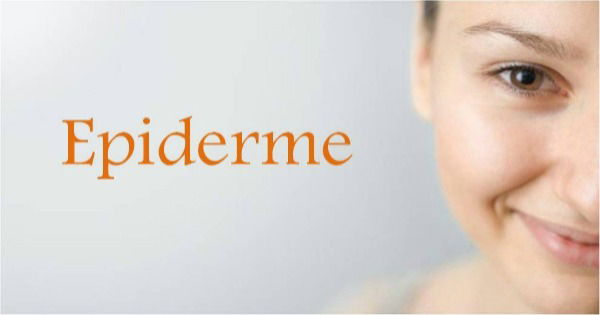 Epiderme: o que é, funções e camadas - Toda Matéria