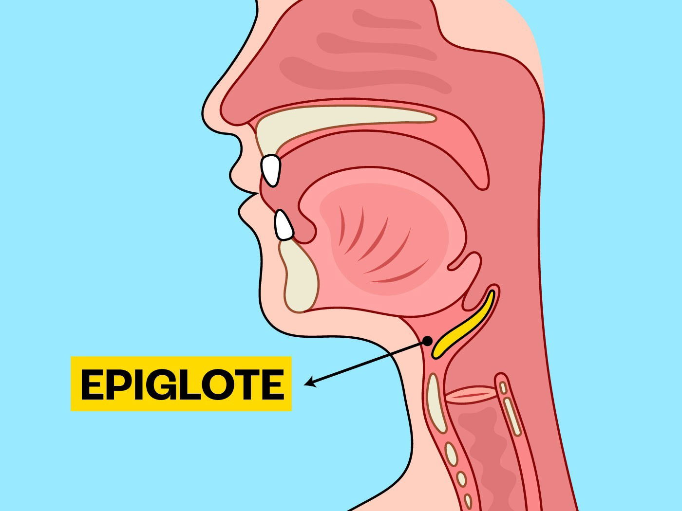 Epiglote: o que é e sua função - Toda Matéria