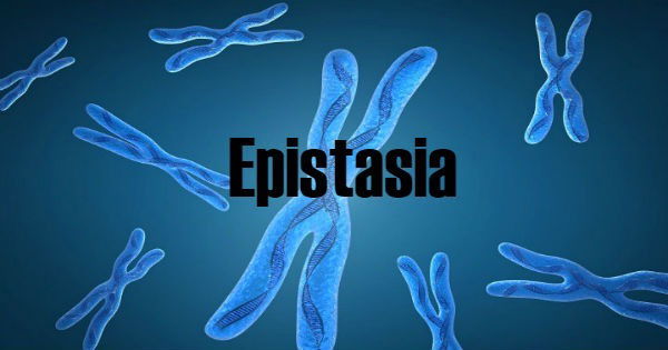 Epistasia - Toda Matéria