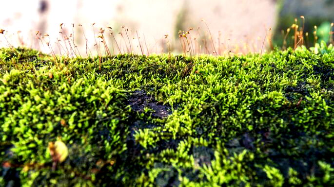 Briófitas: o que são, características e exemplos - Toda Matéria