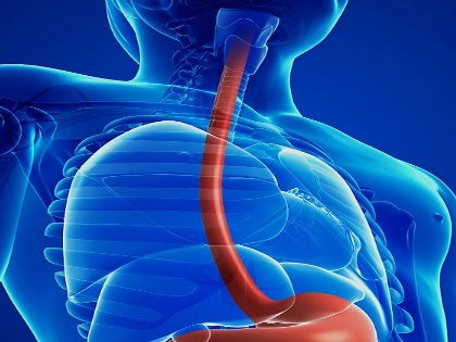 Diagrama De Camadas Do Esofago Partes Diagrama Infográfico Estômago