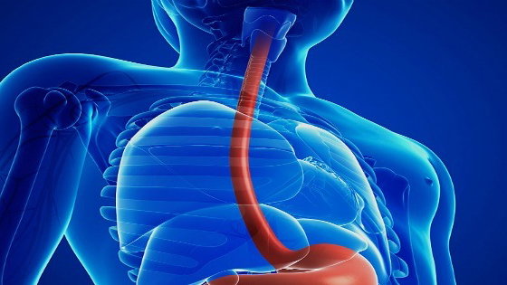 Anatomia Do Esfincter Do Esofago Esôfago: O Que é, Onde Fica E